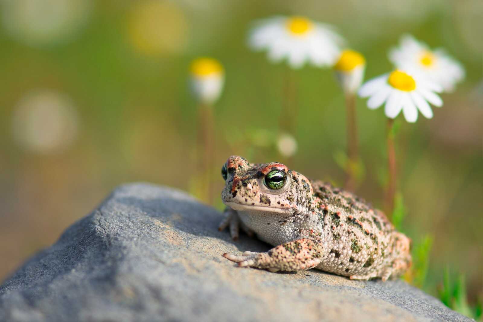 Toad Wallpapers (29 images) - WallpaperCat