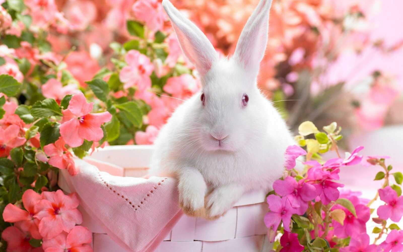 Rabbit Wallpapers (64 images) - WallpaperCat