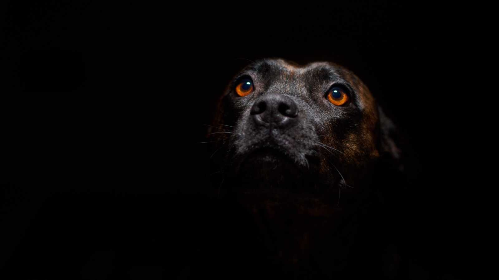 Dog Wallpapers (129 images) - WallpaperCat