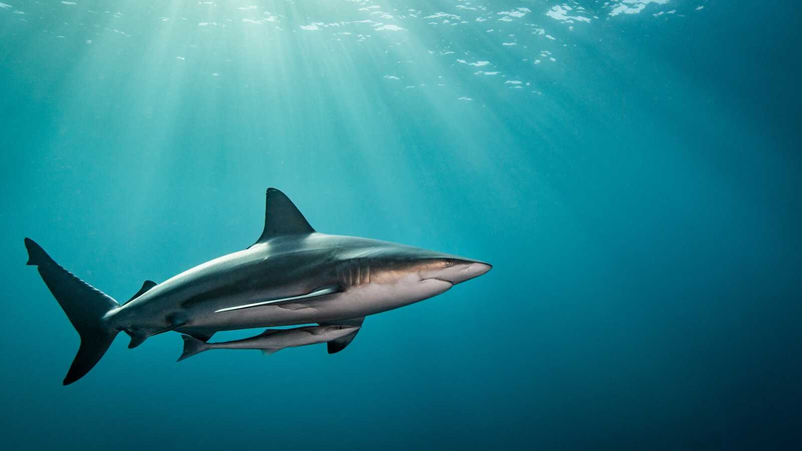 Shark Wallpapers (31 images) - WallpaperCat