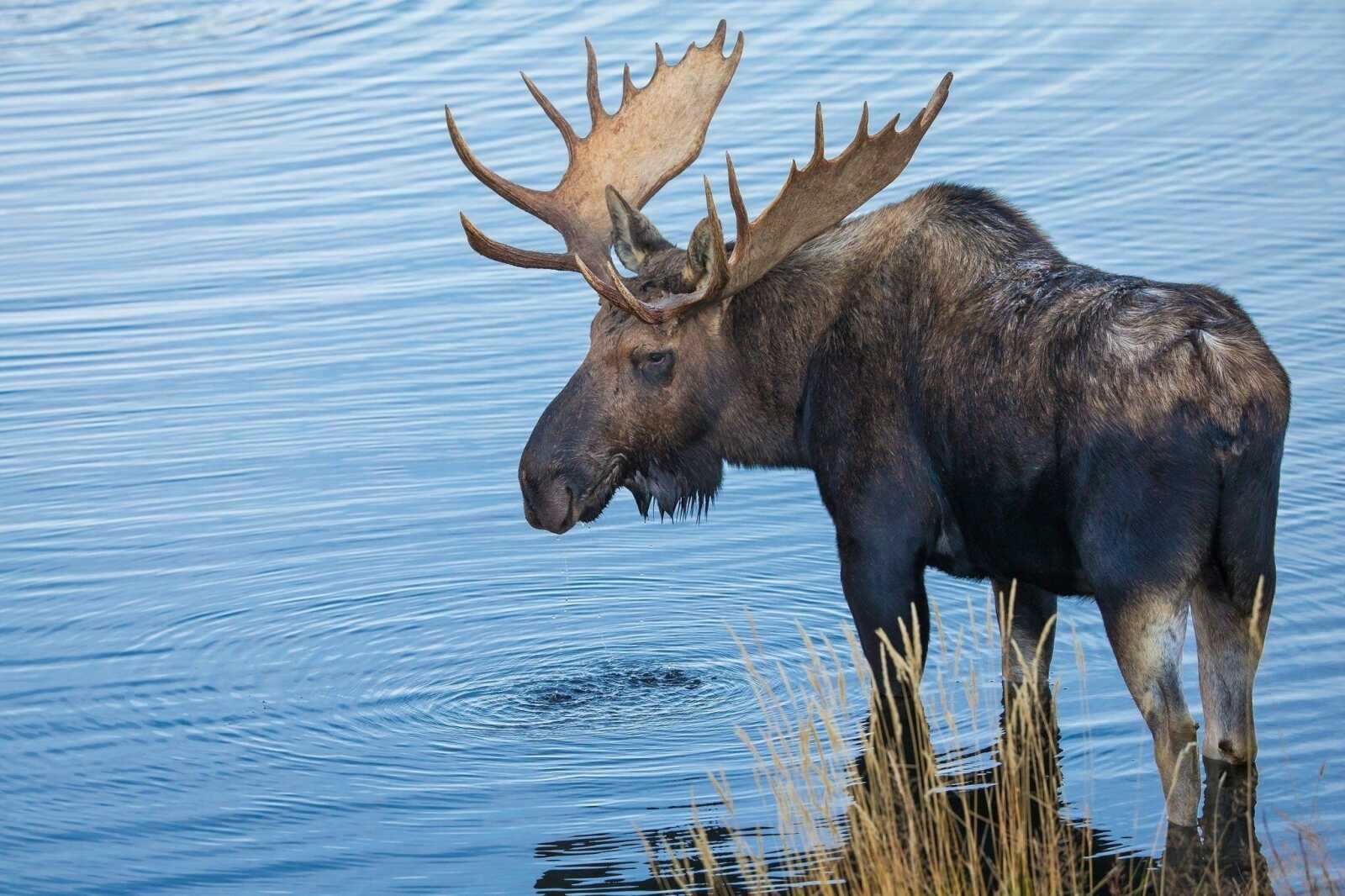 Moose Wallpapers (61 images) - WallpaperCat