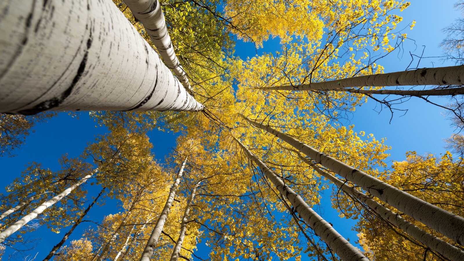 Birch Tree Wallpapers (94 images) - WallpaperCat