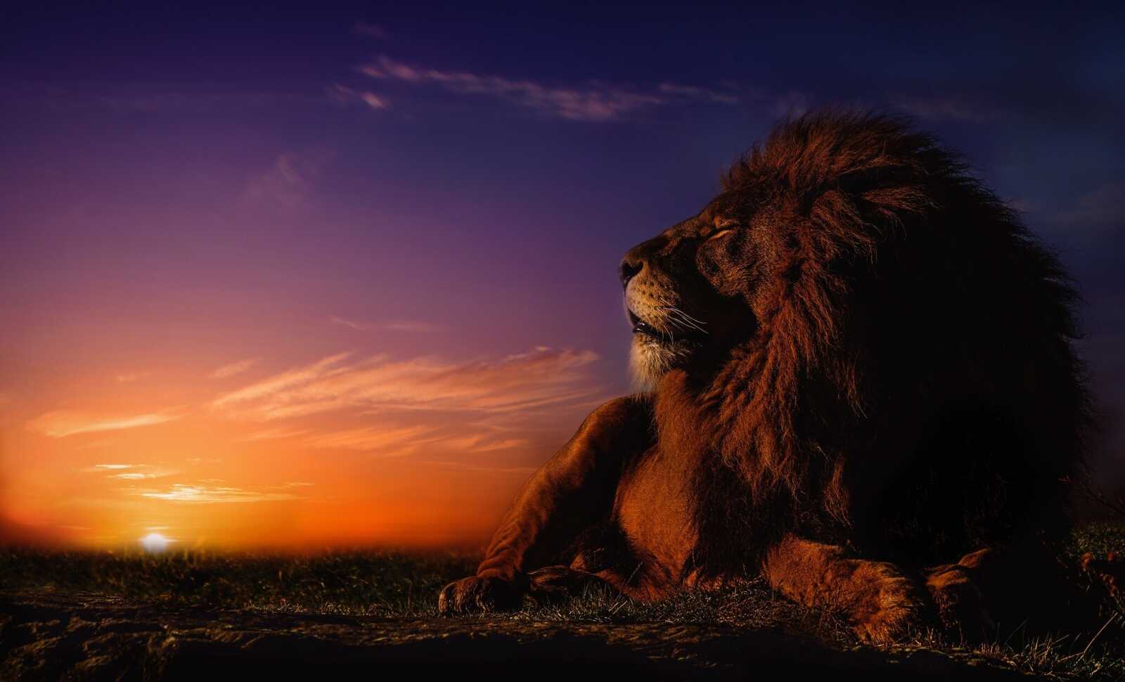 Lion Wallpapers (103 images) - WallpaperCat