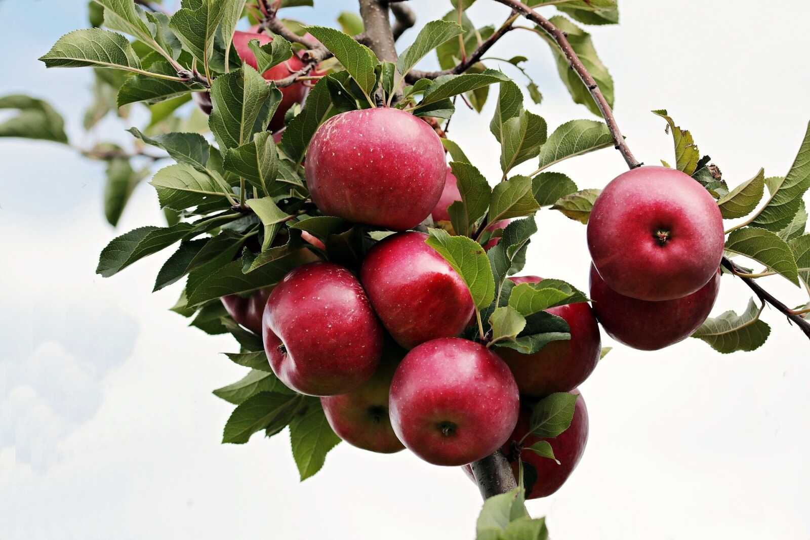 Apple Tree Wallpapers (70 images) - WallpaperCat