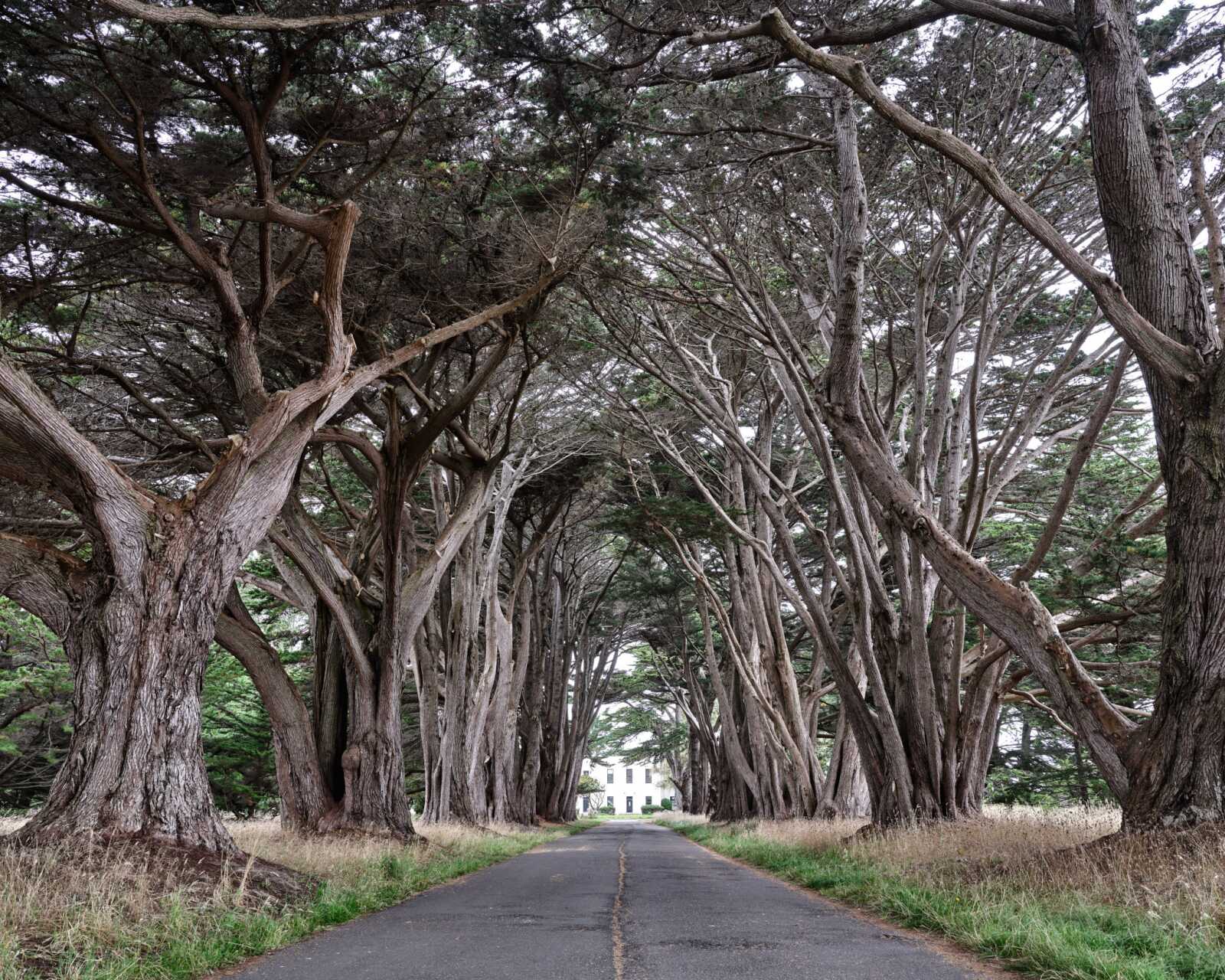 Cypress Tree Wallpapers (40 images) - WallpaperCat