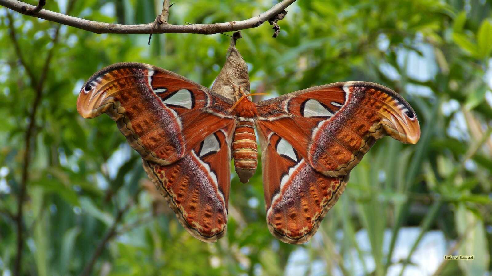 Moth Wallpapers (38 images) - WallpaperCat