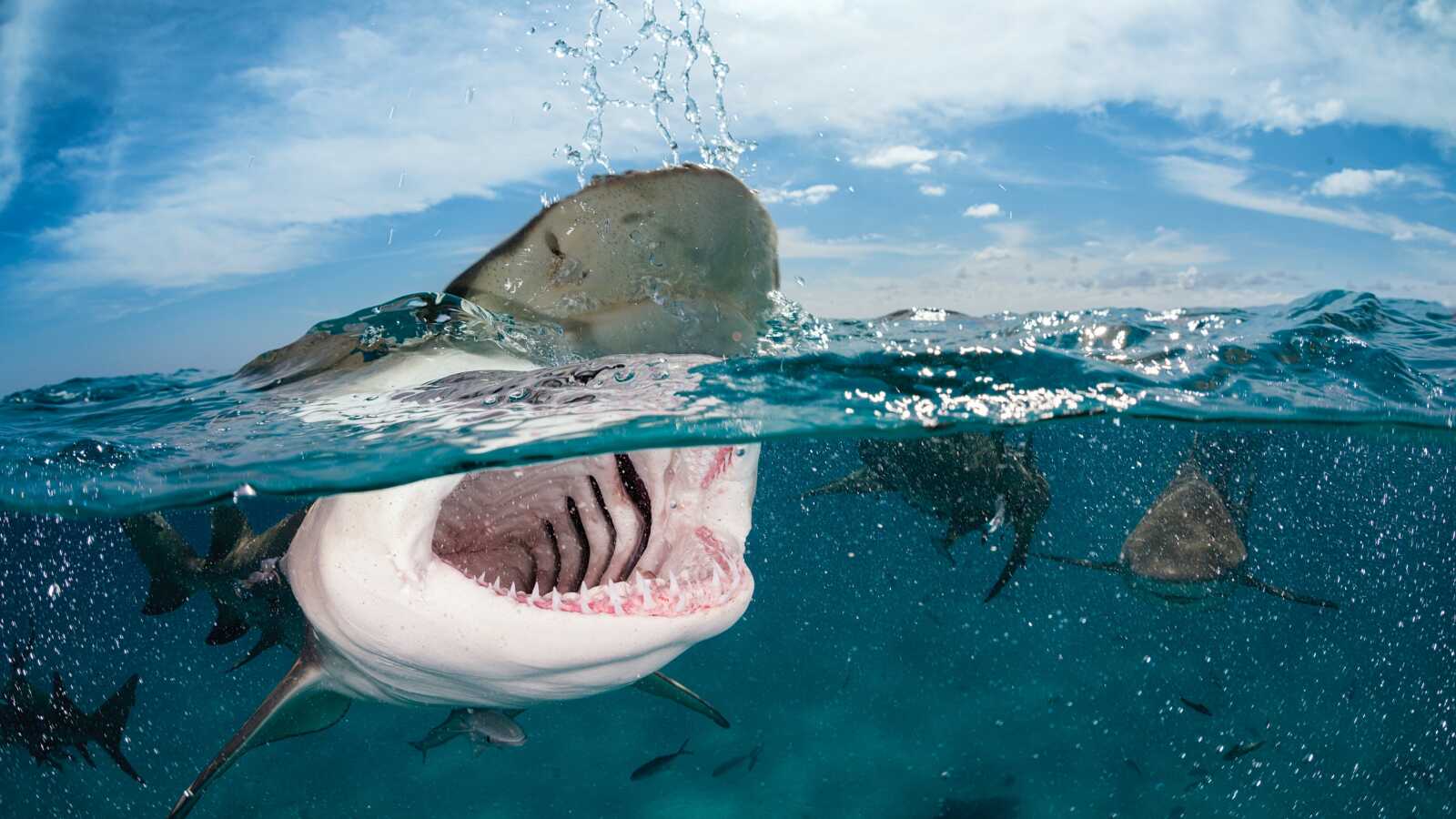 Shark Wallpapers (31 images) - WallpaperCat