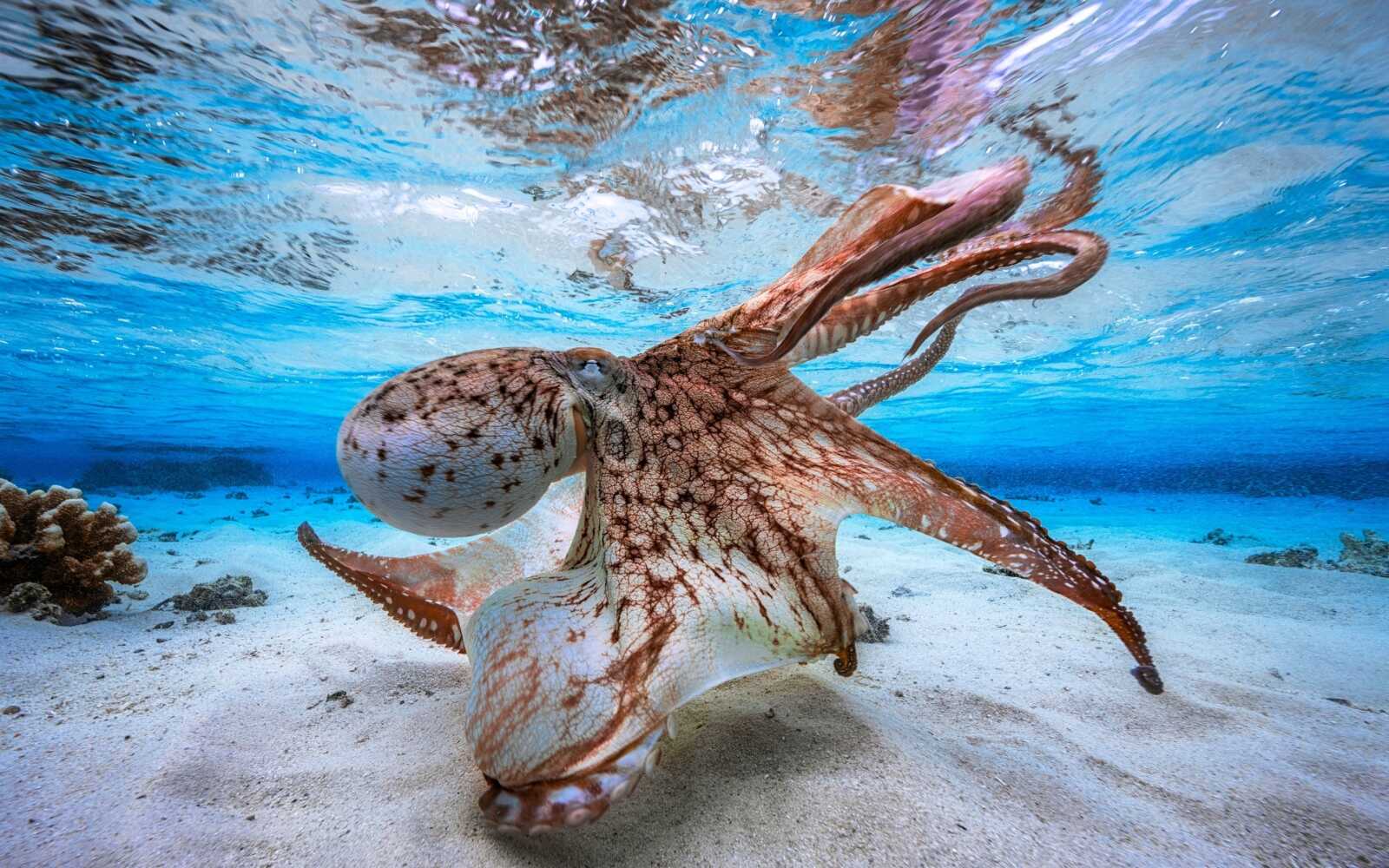 Octopus Wallpapers (24 images) - WallpaperCat