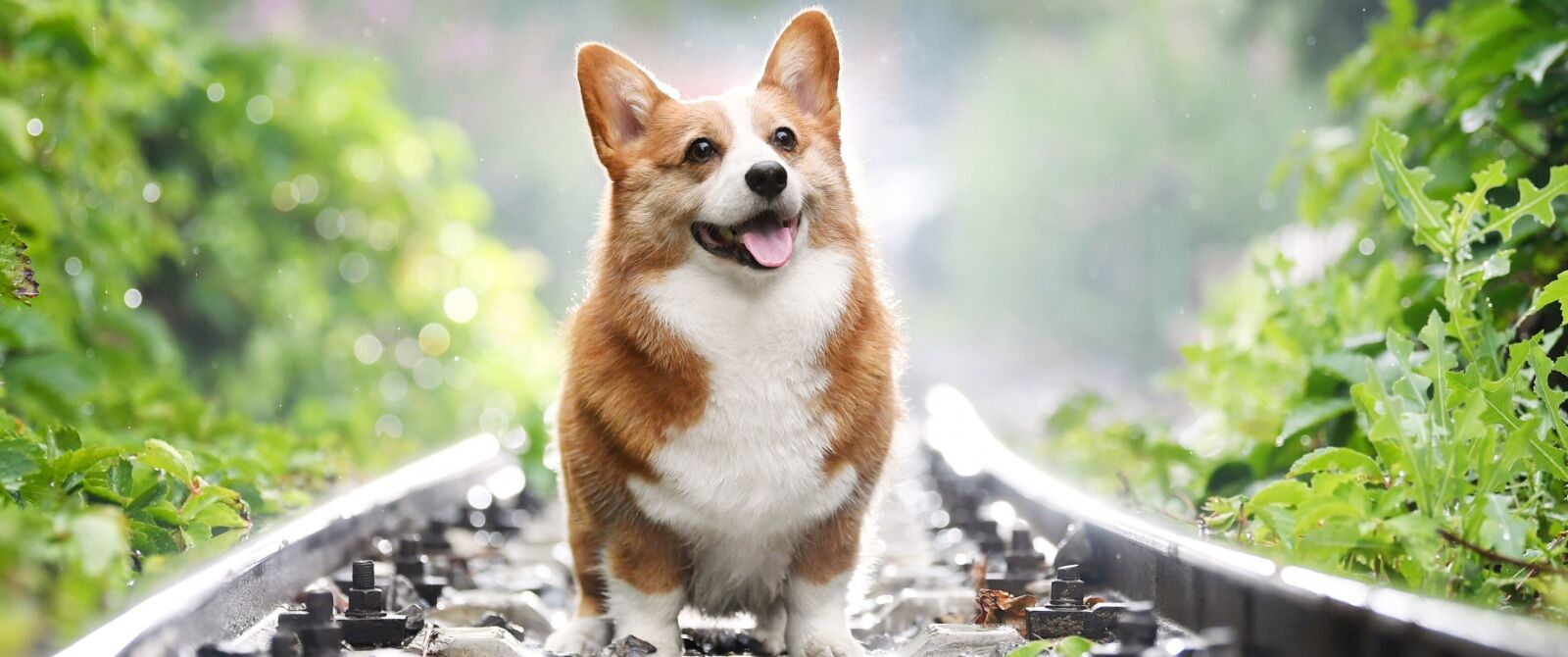 Corgi Wallpapers (61 images) - WallpaperCat