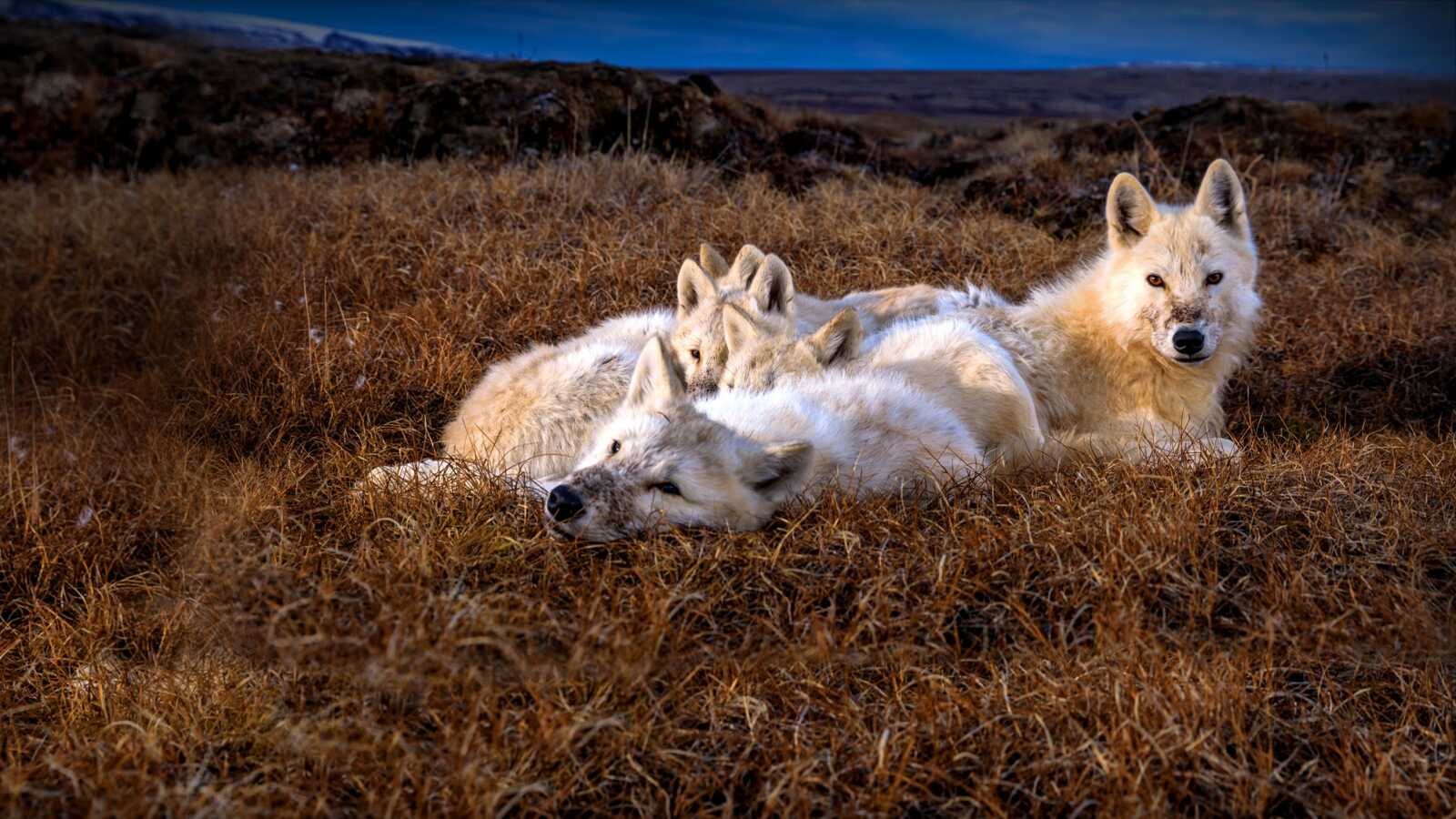 Arctic Wolf Wallpapers (35 images) - WallpaperCat