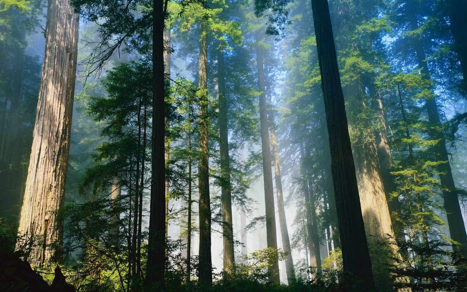 Cedar Tree Wallpapers (23 images) - WallpaperCat
