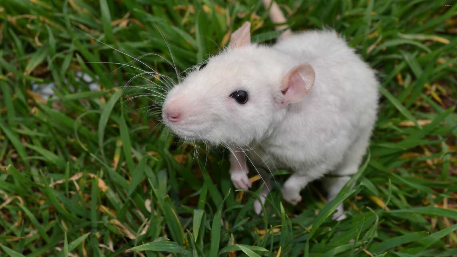 Rat Wallpapers (36 images) - WallpaperCat