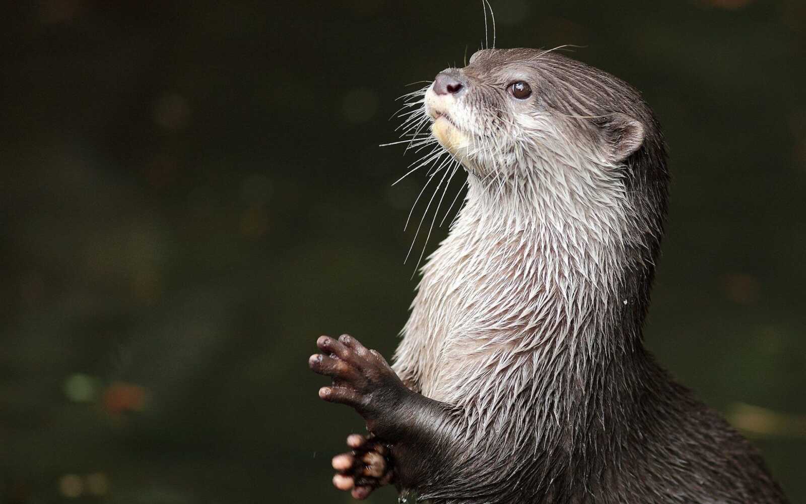 Otter Wallpapers (54 images) - WallpaperCat