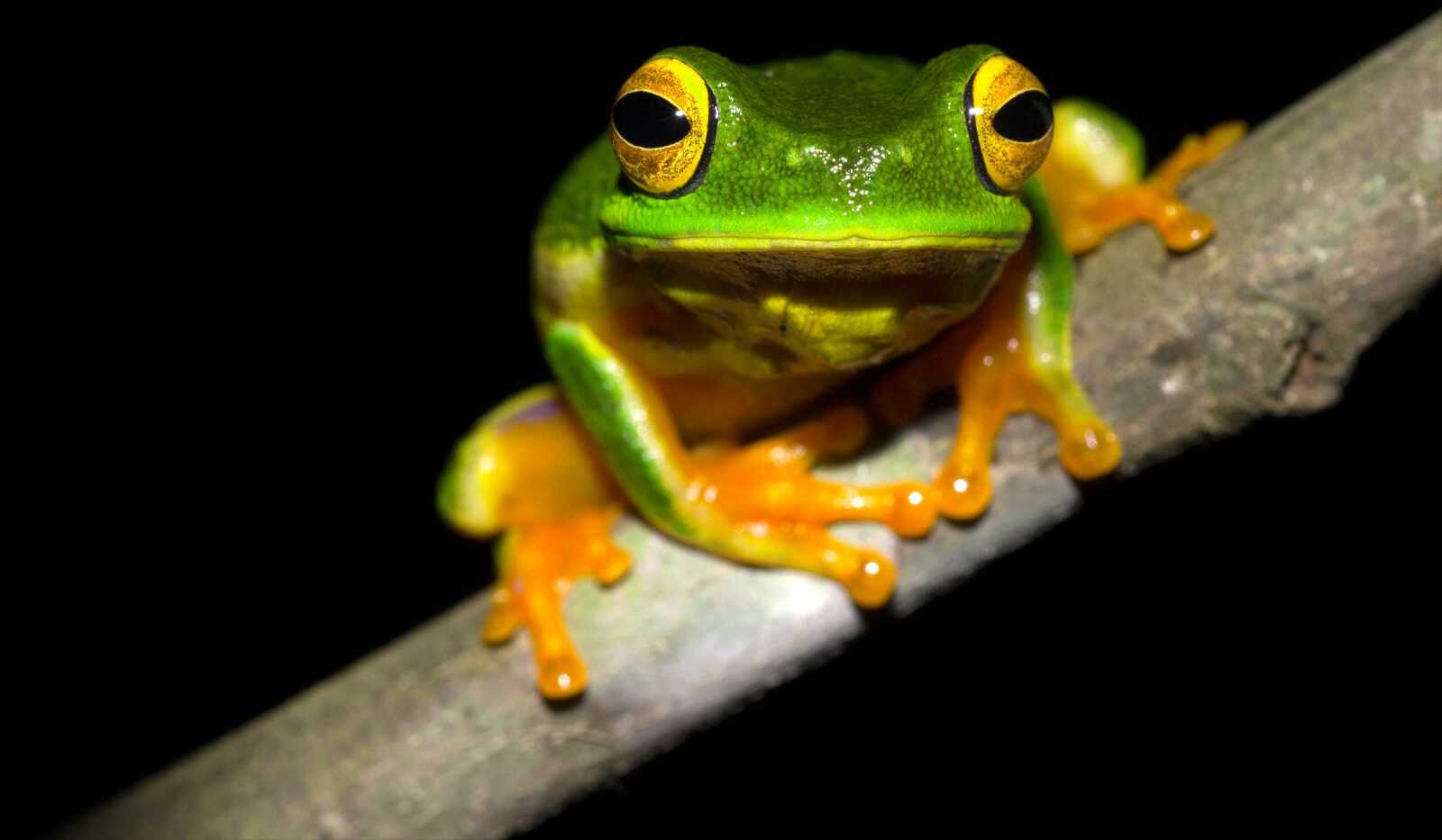 Frog Wallpapers (58 images) - WallpaperCat