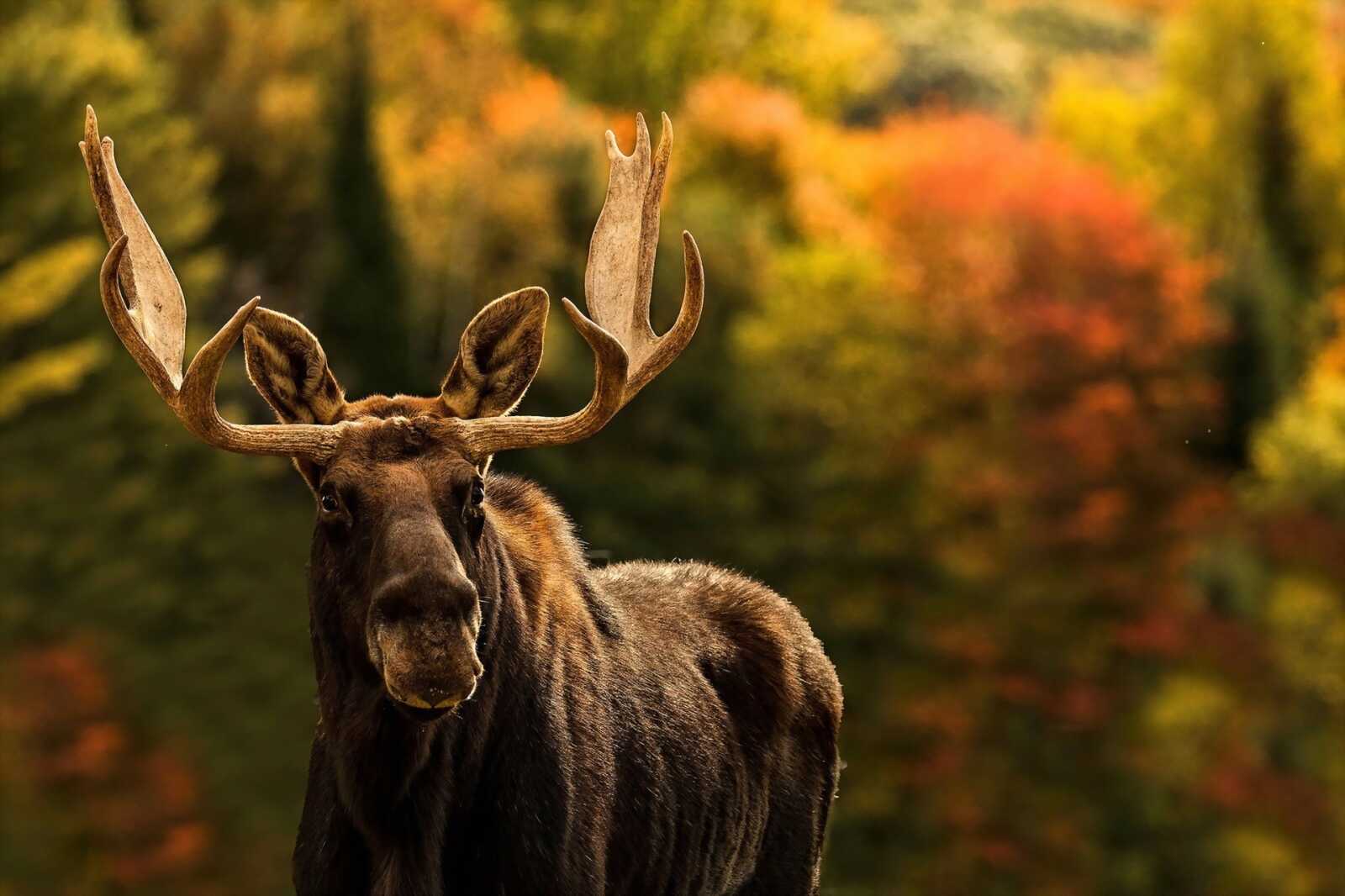 Moose Wallpapers (61 images) - WallpaperCat