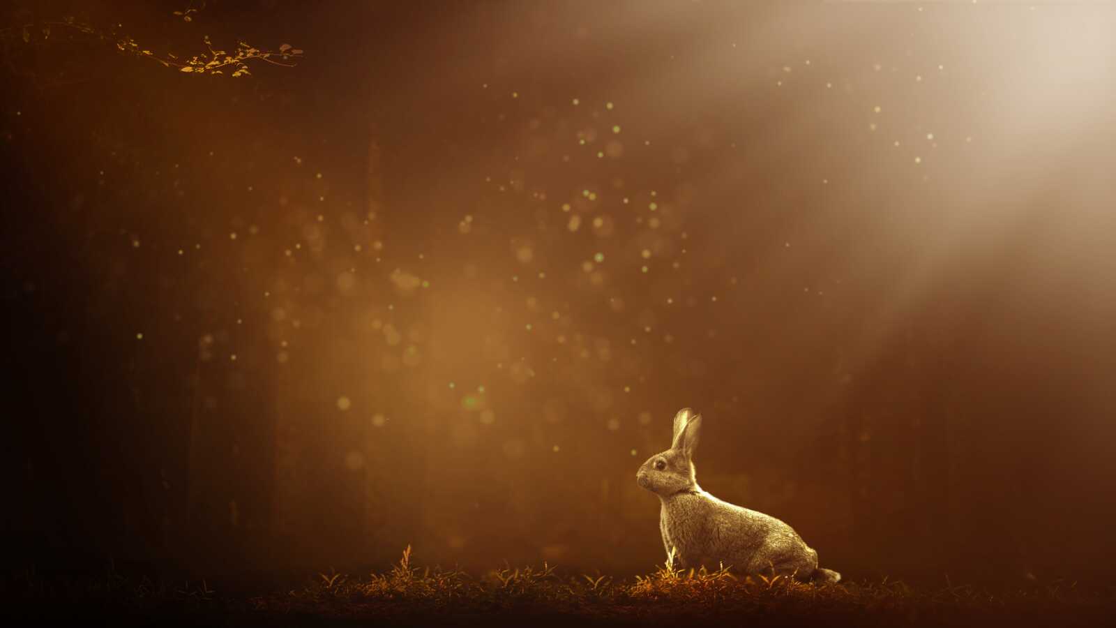 Hare Wallpapers (43 images) - WallpaperCat