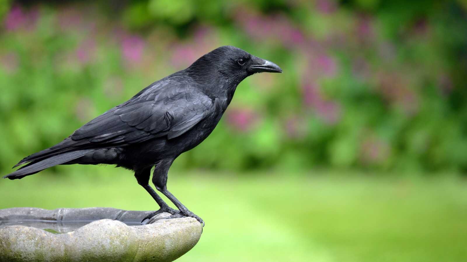 Crow Wallpapers (39 images) - WallpaperCat