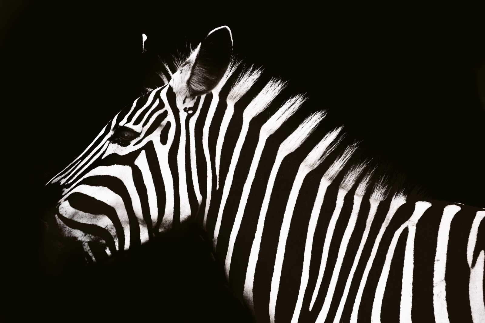 Zebra Wallpapers (48 images) - WallpaperCat