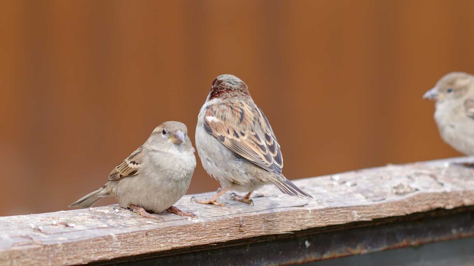 Sparrow (Bird) Wallpapers (46 images) - WallpaperCat