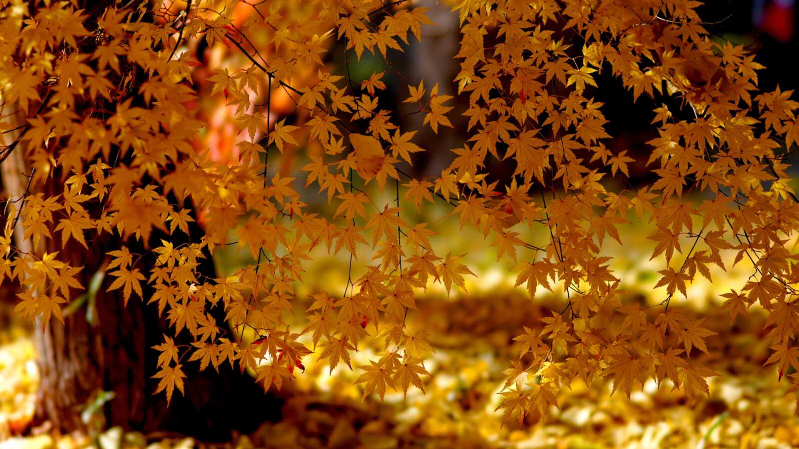 Maple Leaf Wallpapers (112 images) - WallpaperCat