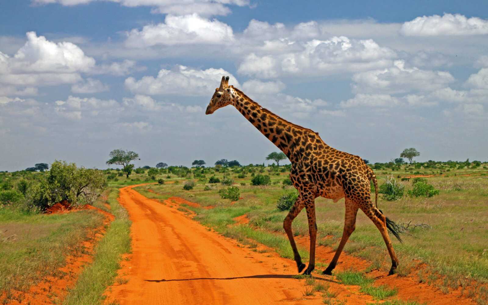Kenya Wallpapers (40 images) - WallpaperCat