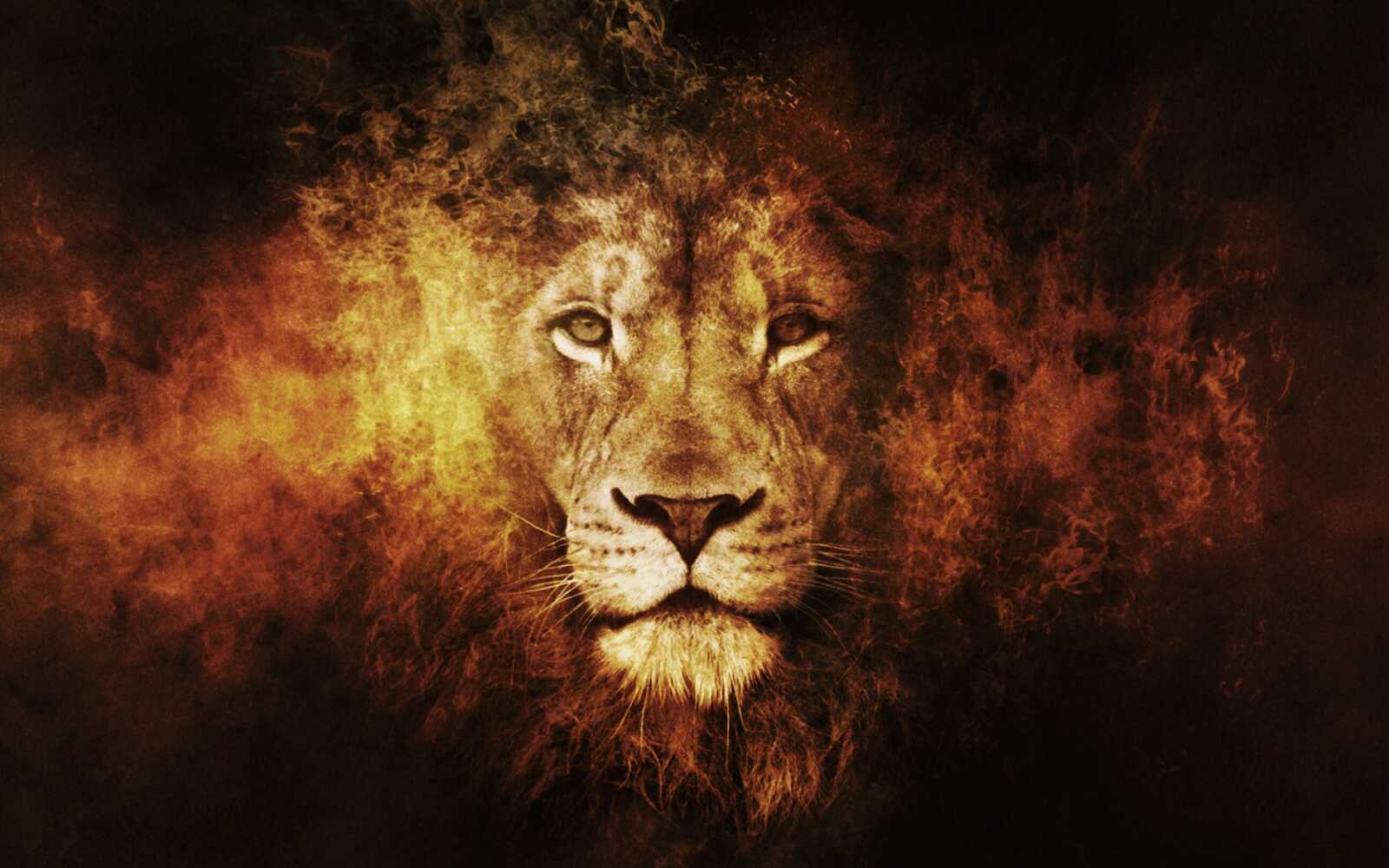 Lion Wallpapers (103 images) - WallpaperCat