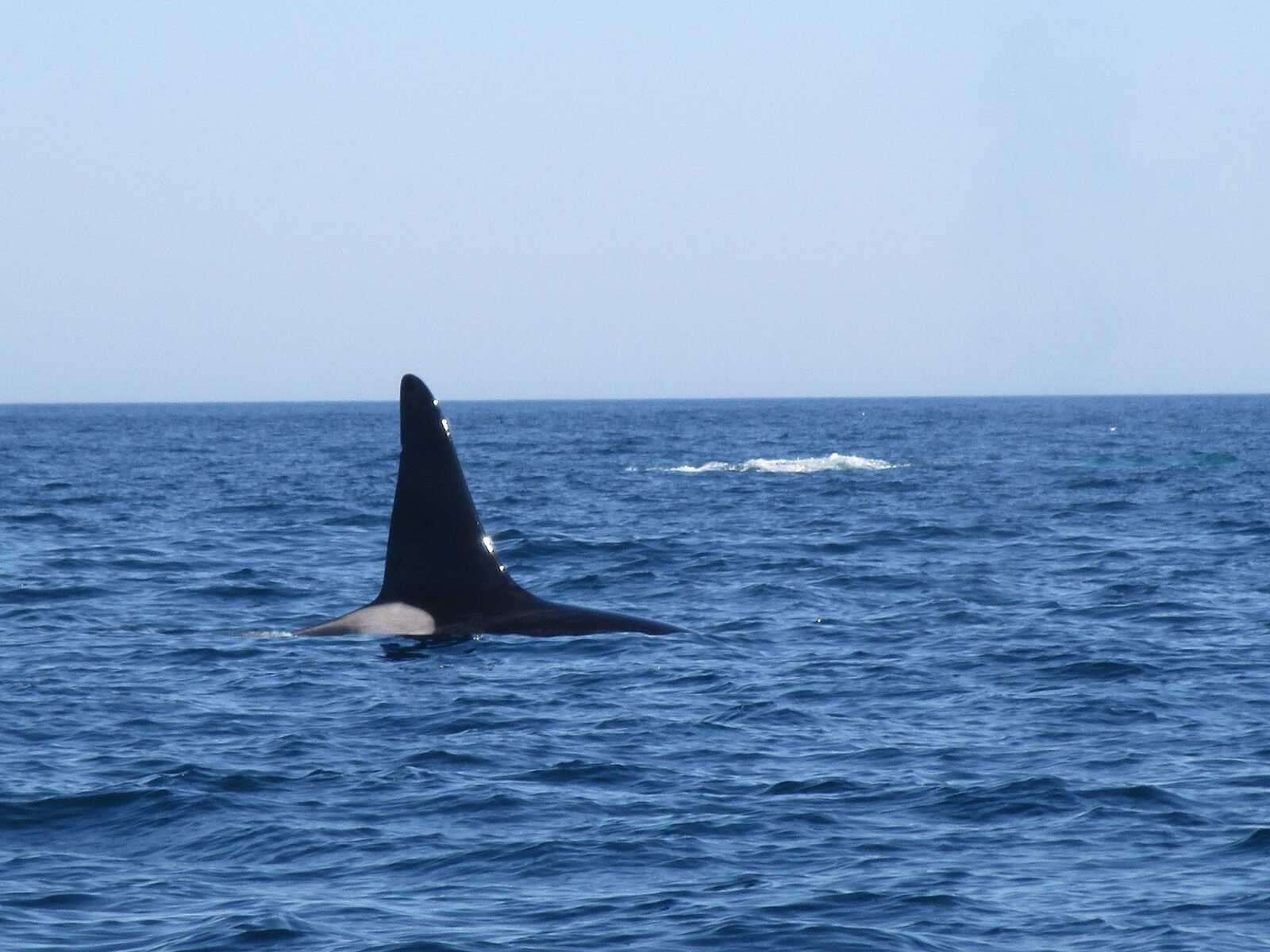 Free Willy Wallpapers (23 images) - WallpaperCat