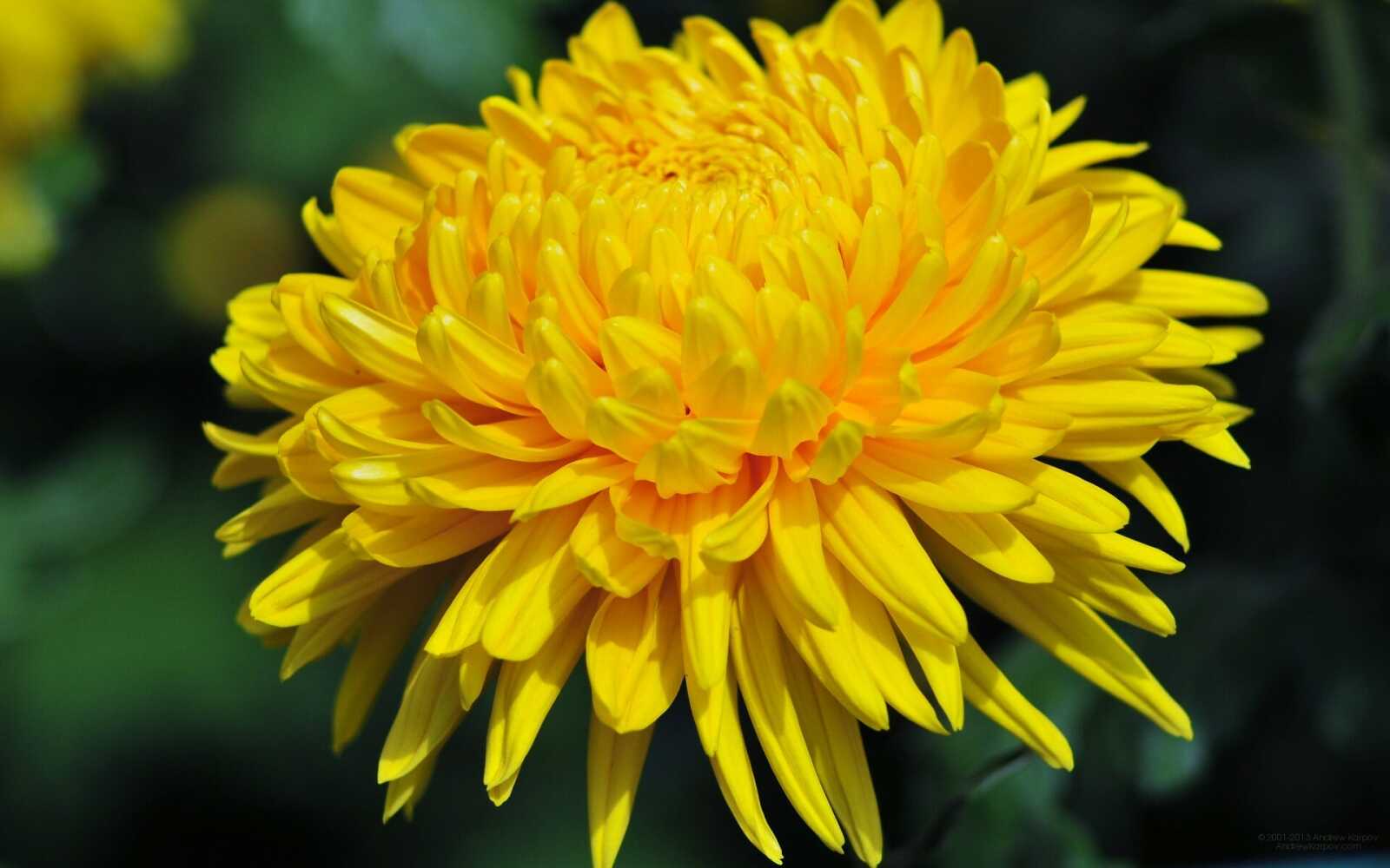 Chrysanthemum Wallpapers (81 images) - WallpaperCat