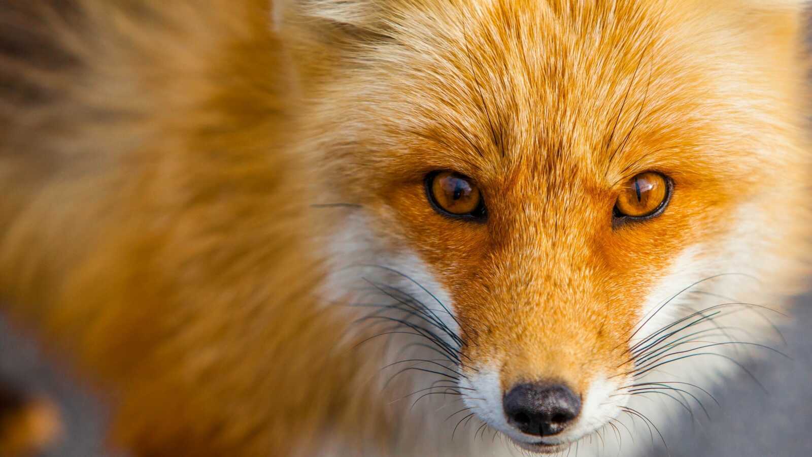 Fox Wallpapers (100 images) - WallpaperCat