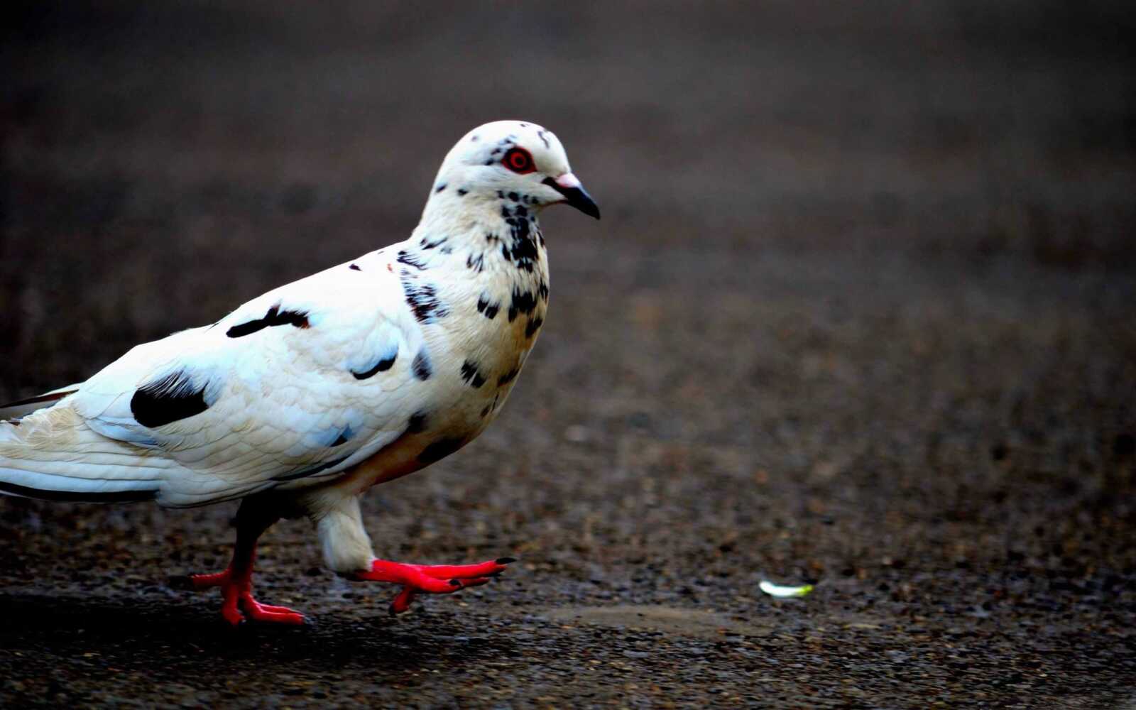 Pigeon Wallpapers (44 images) - WallpaperCat