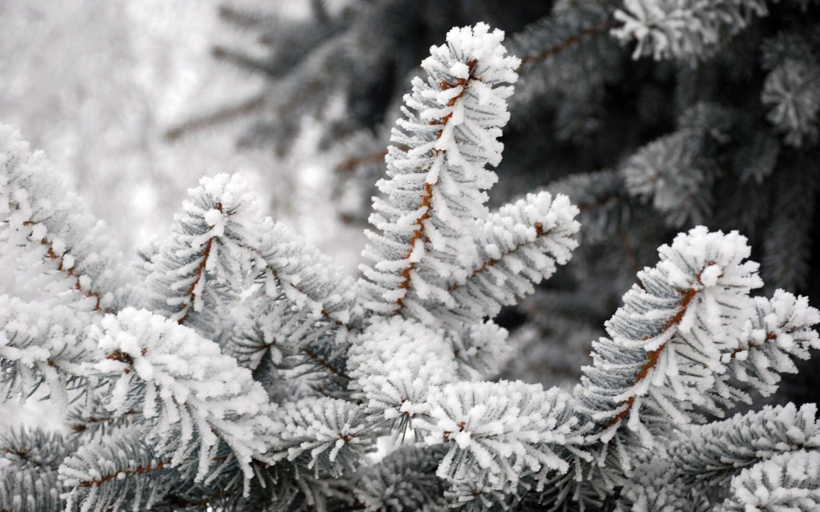 Fir Tree Wallpapers (31 images) - WallpaperCat