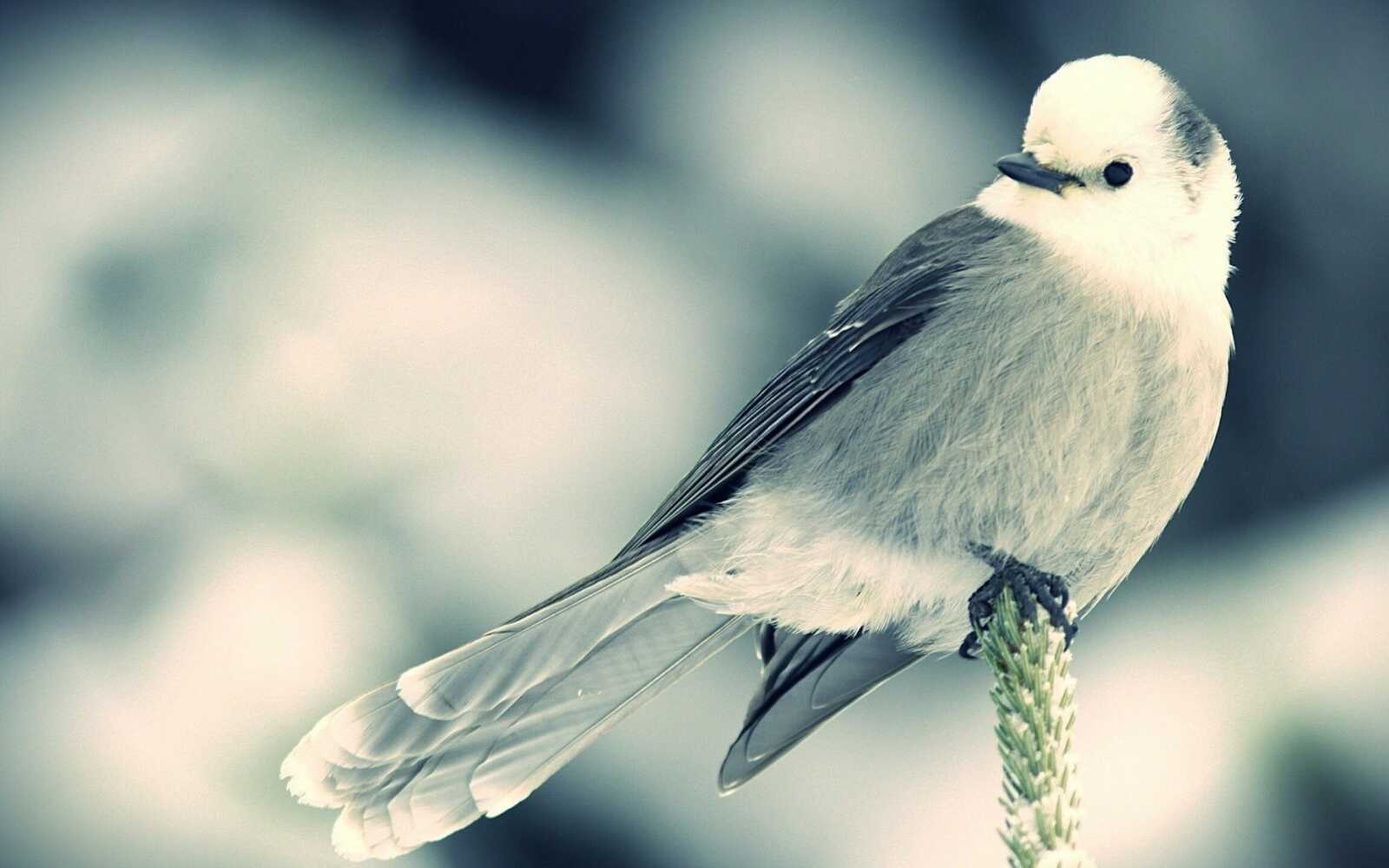 Bird Wallpapers (109 images) - WallpaperCat