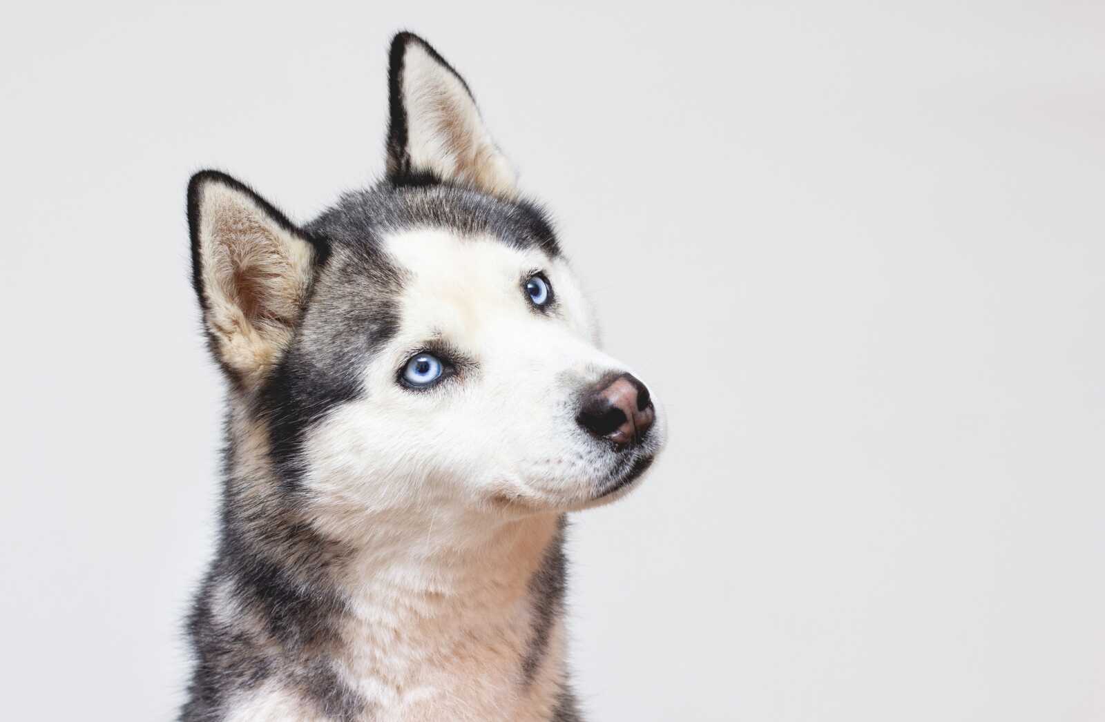 Husky Wallpapers (70 images) - WallpaperCat