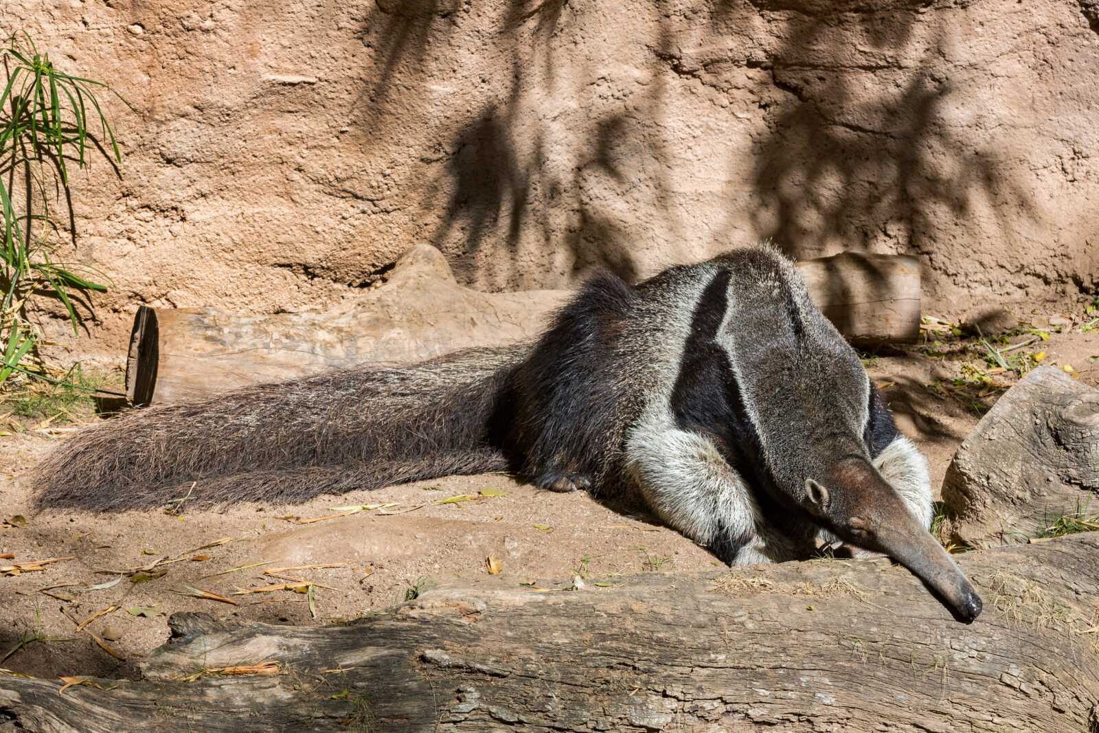 Anteater Wallpapers (46 images) - WallpaperCat