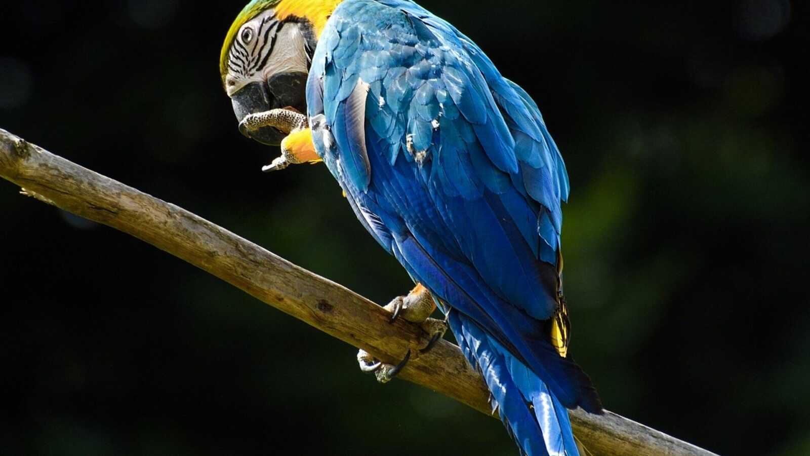 Parrot Wallpapers (40 images) - WallpaperCat