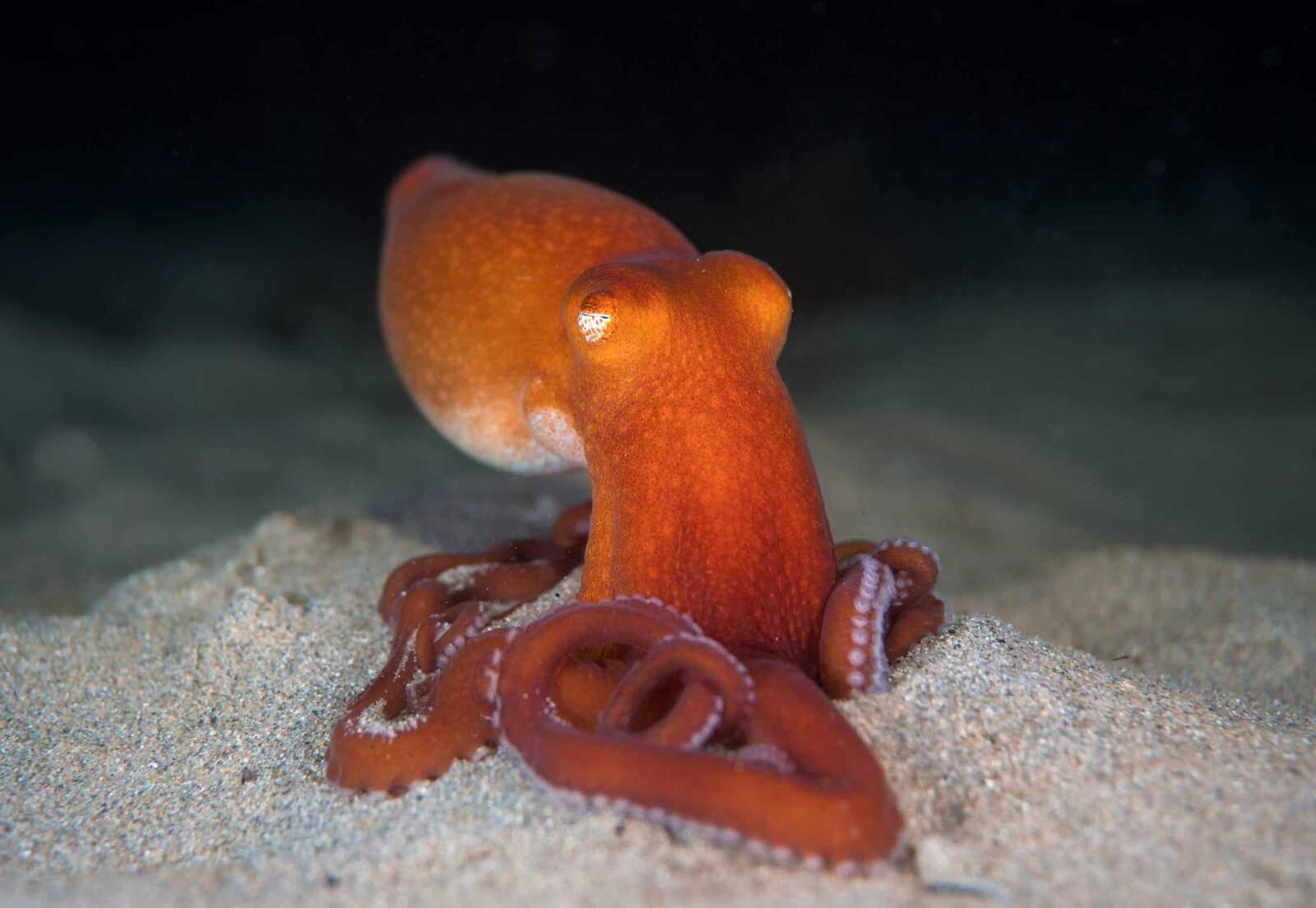 Octopus Wallpapers (24 images) - WallpaperCat