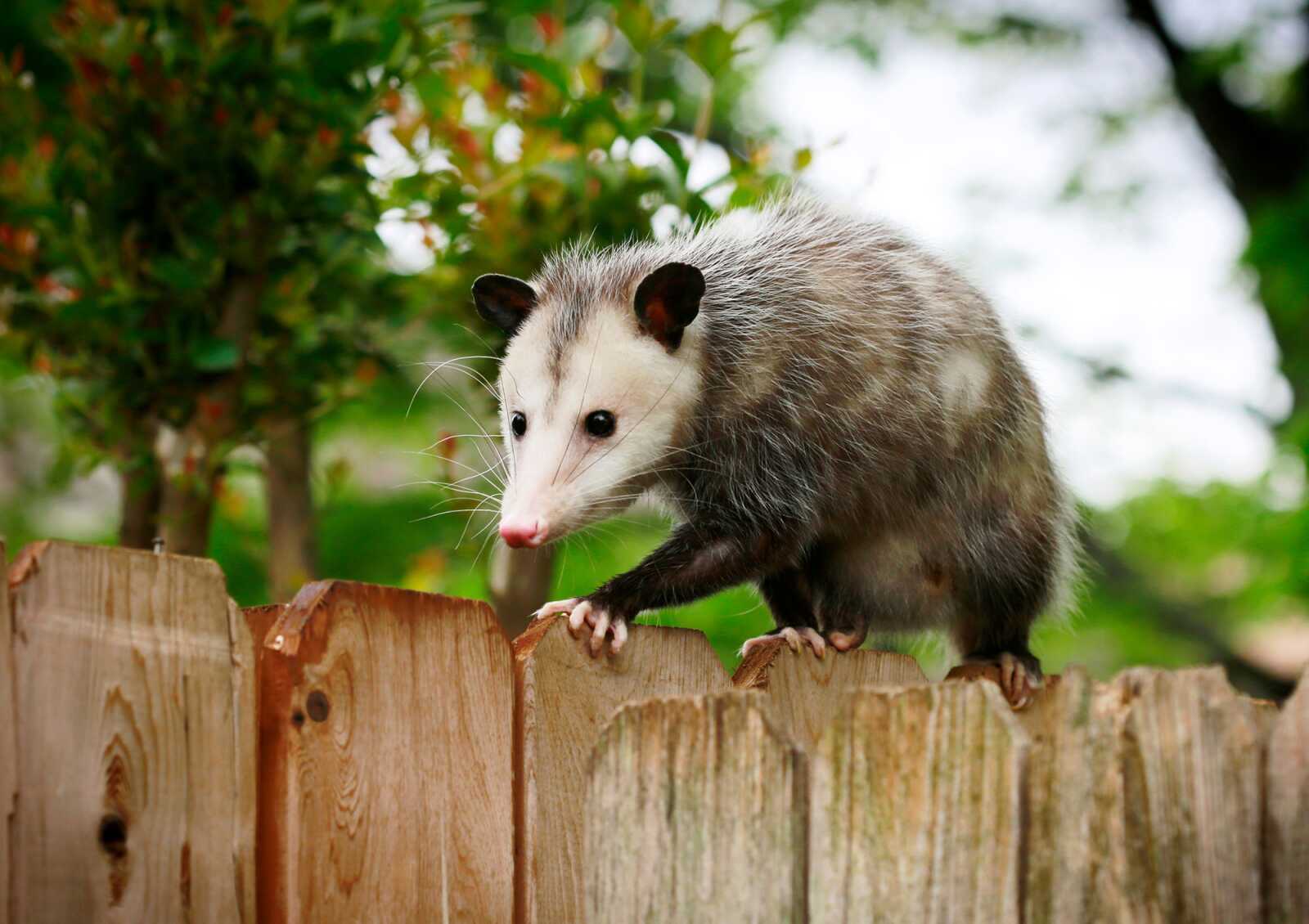 Opossum Wallpapers (38 images) - WallpaperCat