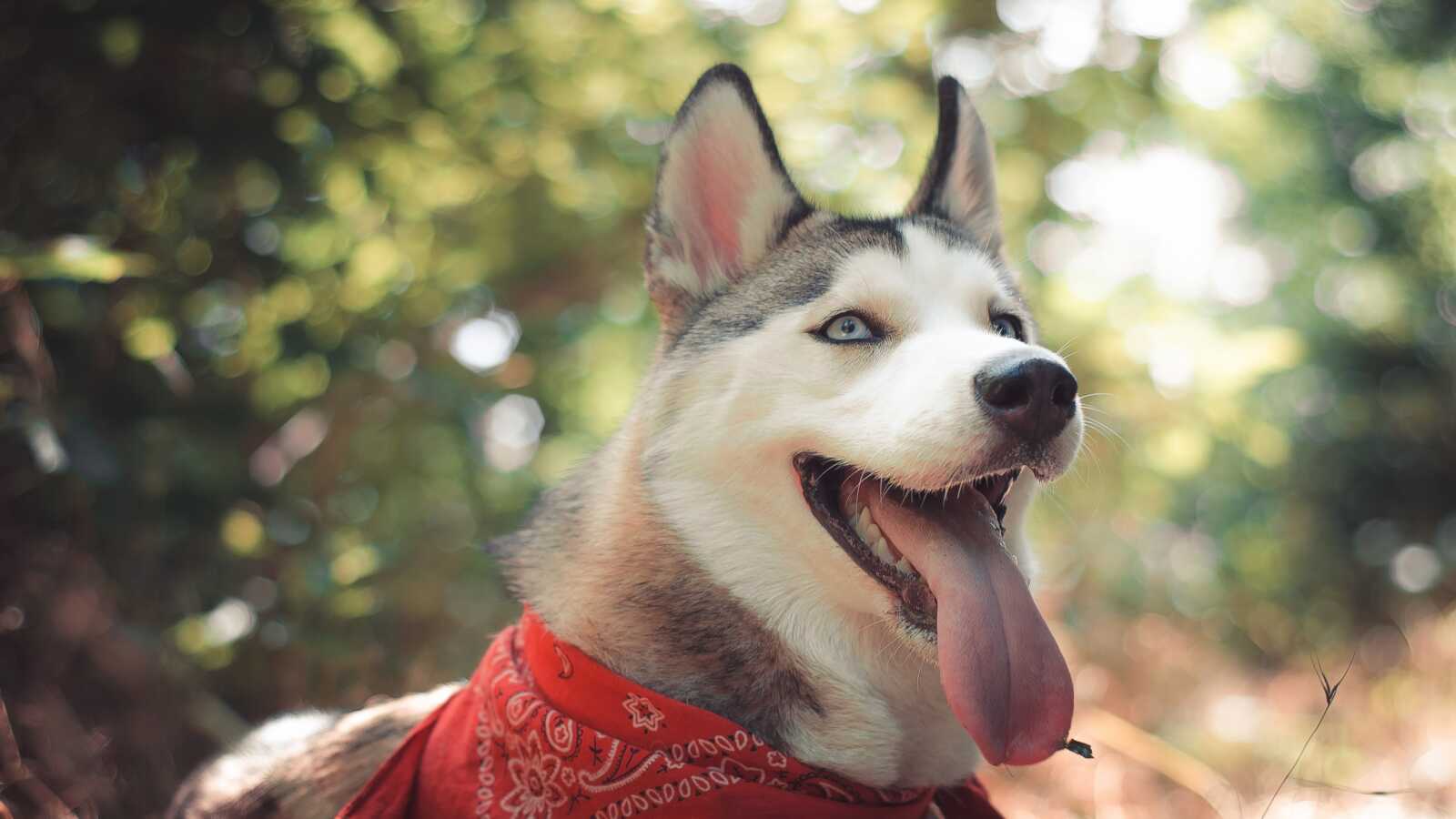 Husky Wallpapers (70 images) - WallpaperCat