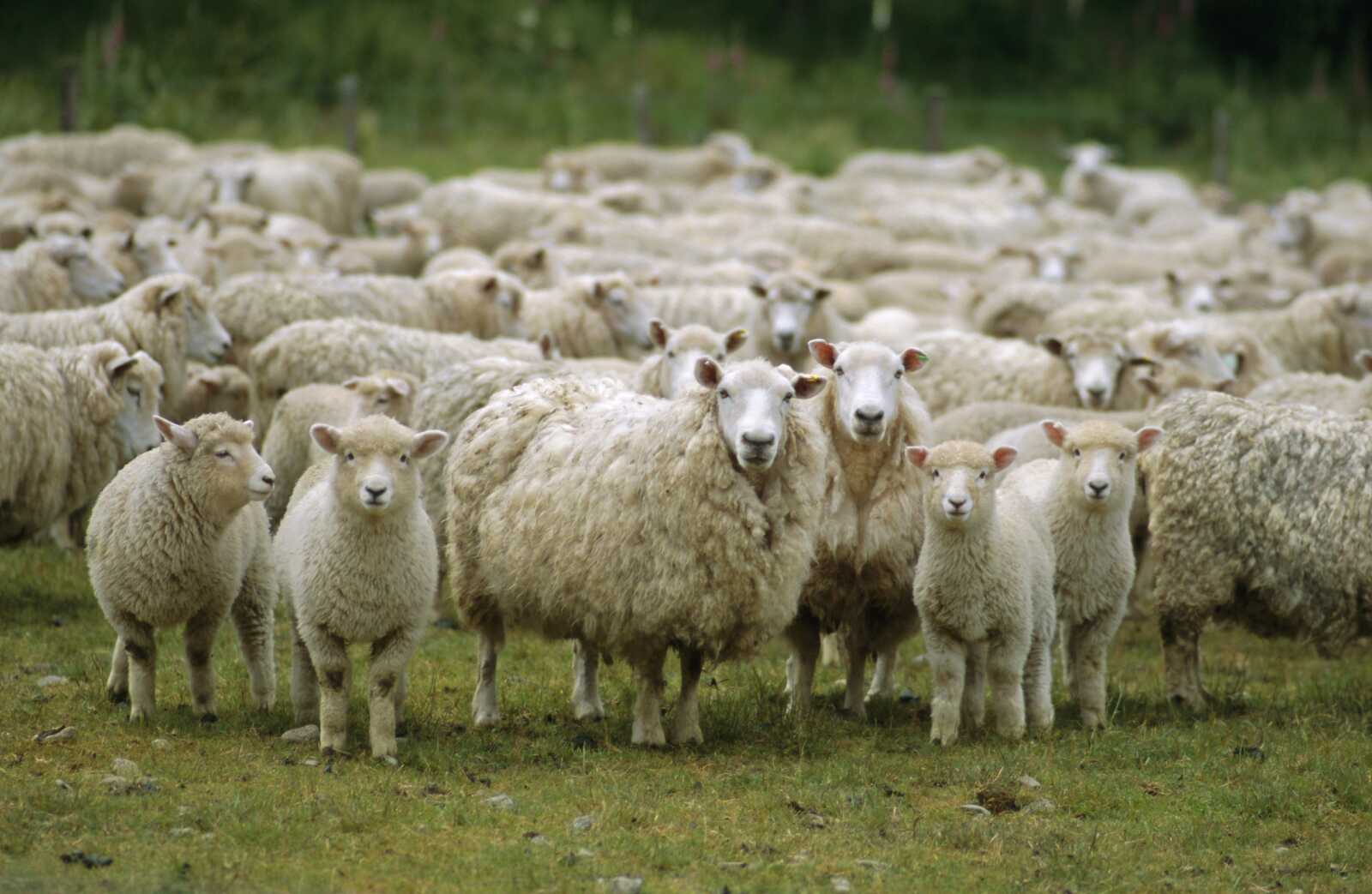 Sheep Wallpapers (54 images) - WallpaperCat