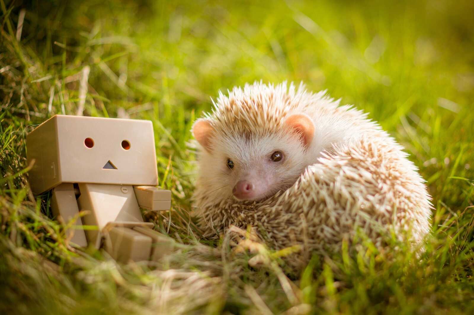 Hedgehog Wallpapers (30 images) - WallpaperCat