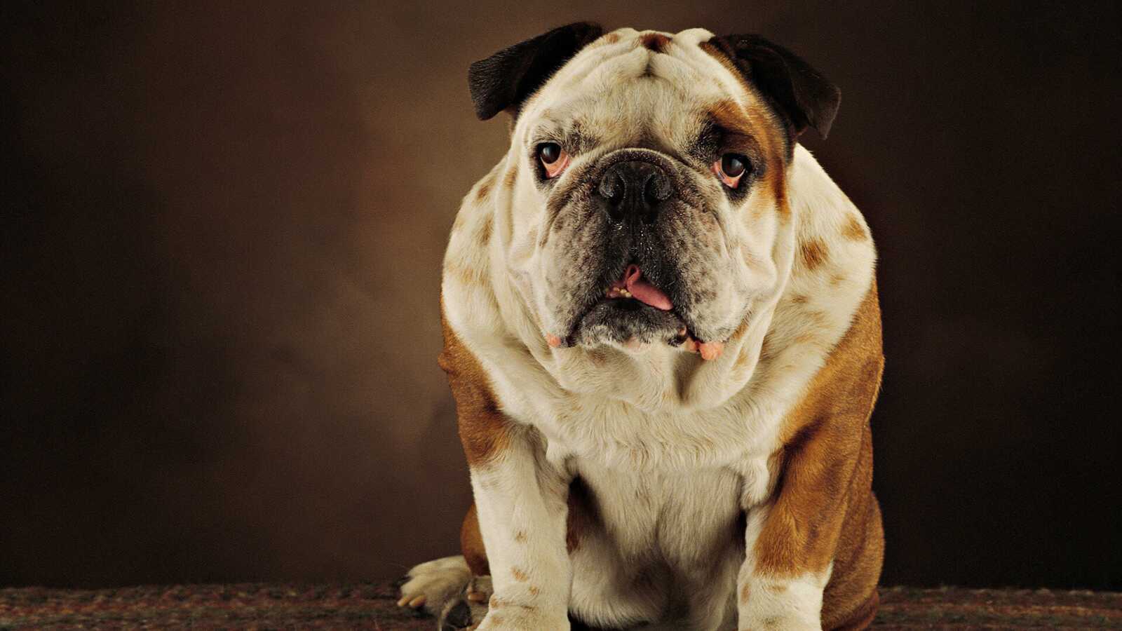 Bulldog Wallpapers (42 images) - WallpaperCat