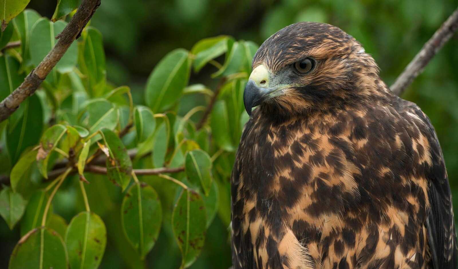Hawk Wallpapers (46 images) - WallpaperCat