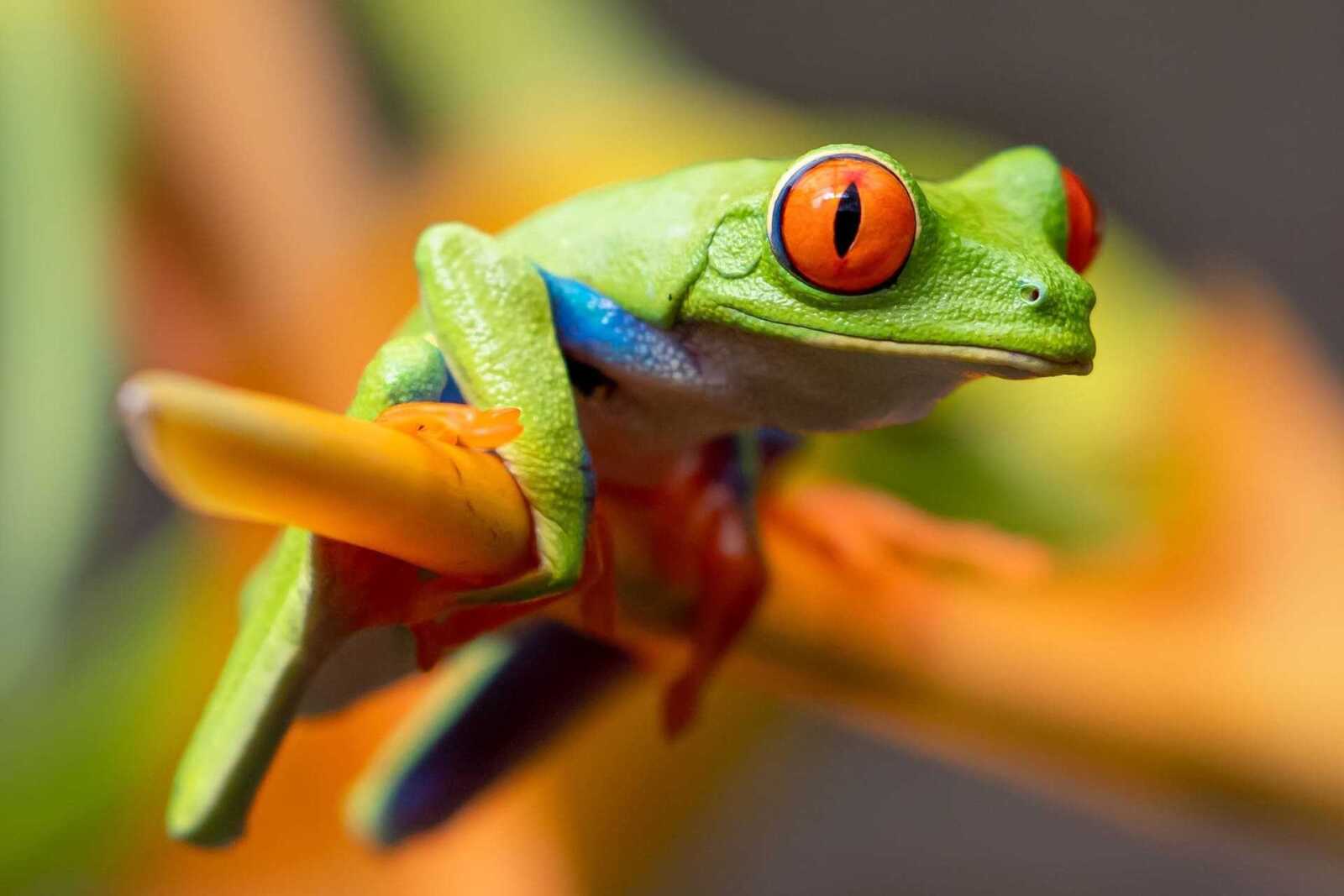 Frog Wallpapers (58 images) - WallpaperCat
