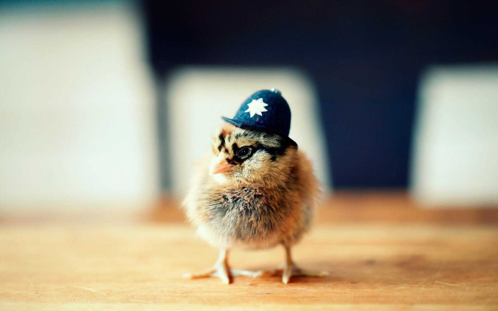 Chicken Wallpapers (39 images) - WallpaperCat