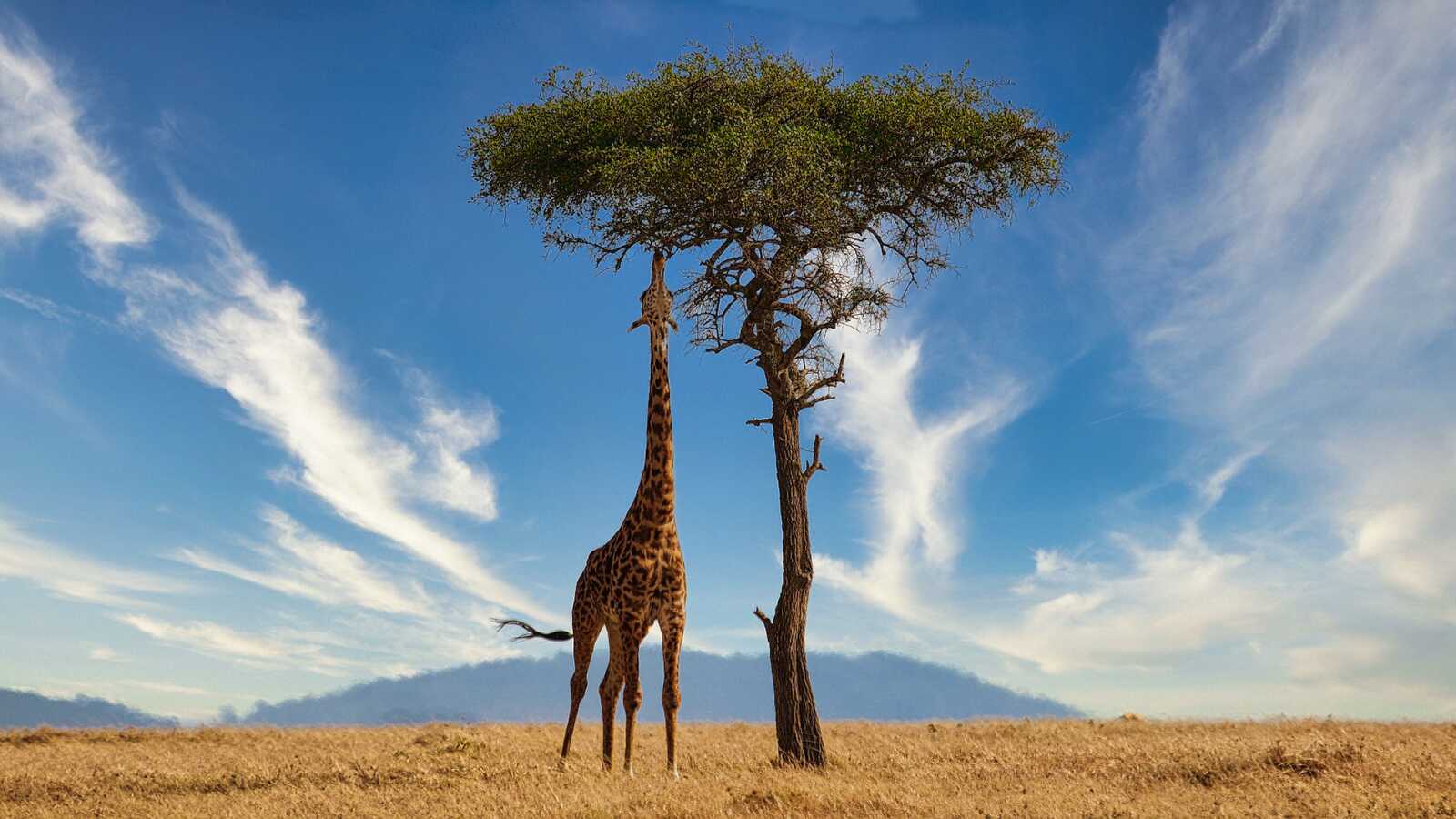 Kenya Wallpapers (40 images) - WallpaperCat