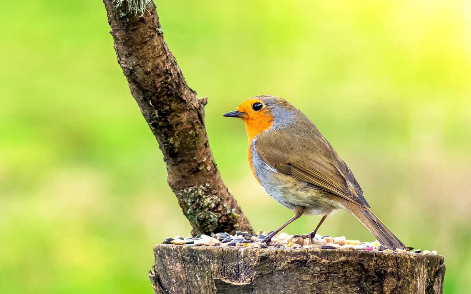 Robin (Bird) Wallpapers (44 images) - WallpaperCat