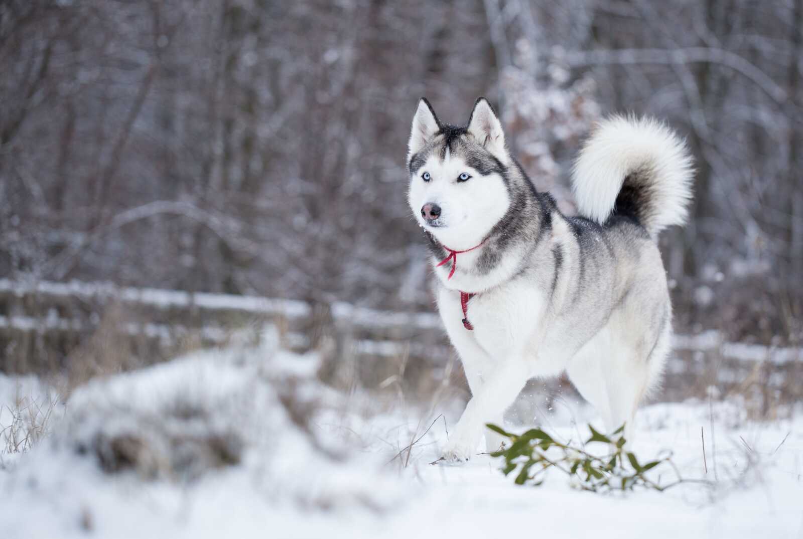 Husky Wallpapers (70 images) - WallpaperCat