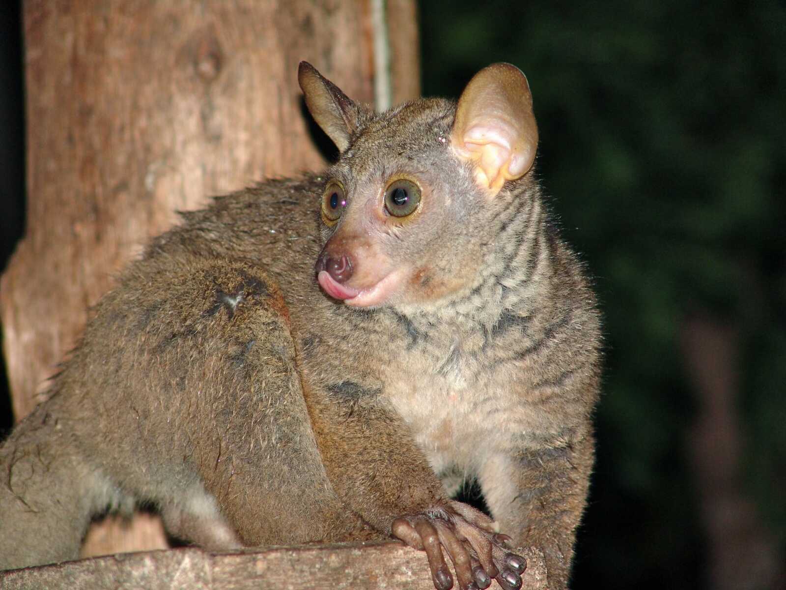 Bush Baby (Galago) Wallpapers (20 images) - WallpaperCat