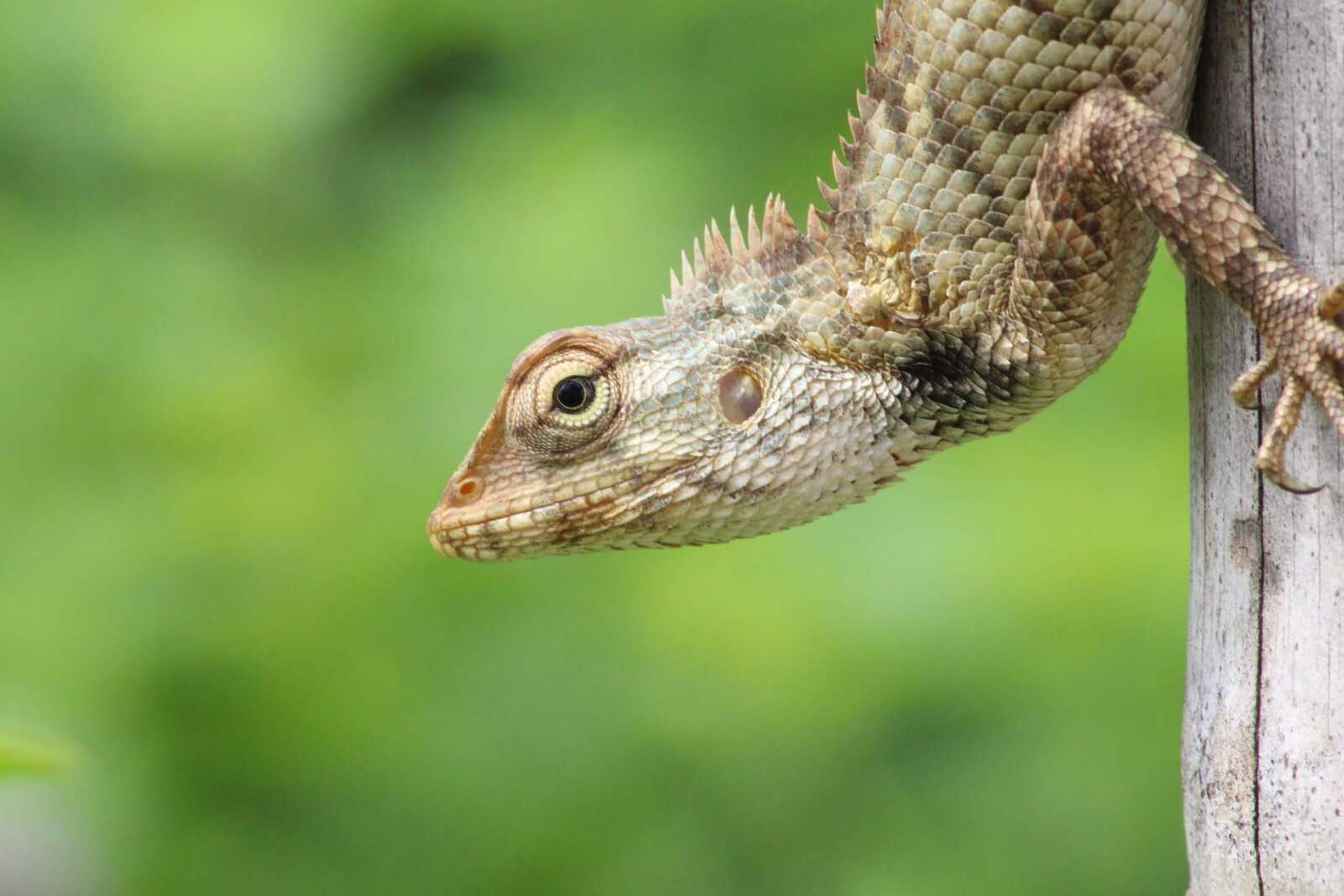 Lizard Wallpapers (56 images) - WallpaperCat