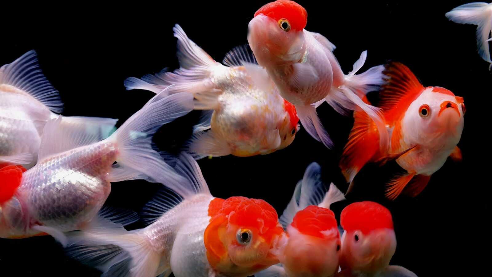 Fish Wallpapers (94 images) - WallpaperCat